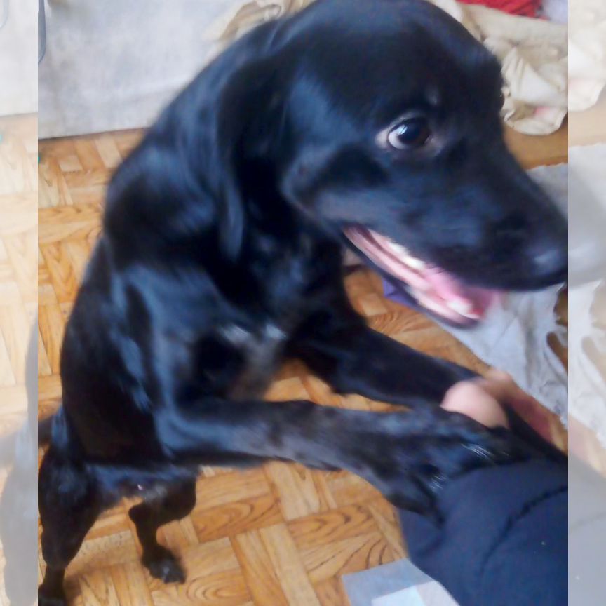 Собака в добрые руки