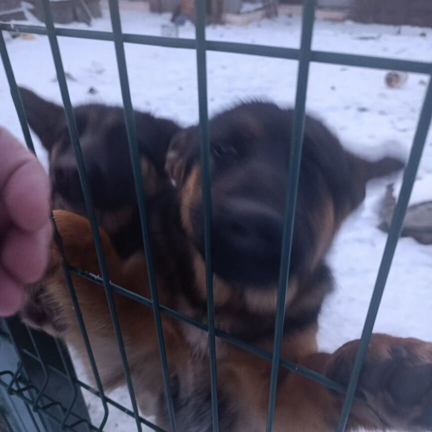 Щенки овчарки ищут дом бесплатно
