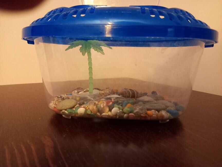 Корм для черепахи и контейнер для переноски