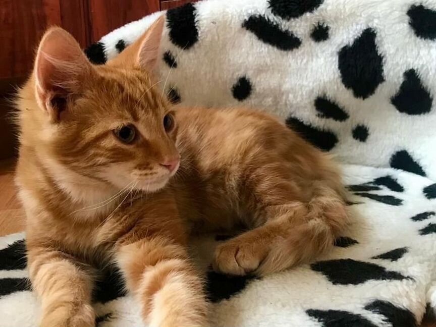 Рыжий котенок мальчик