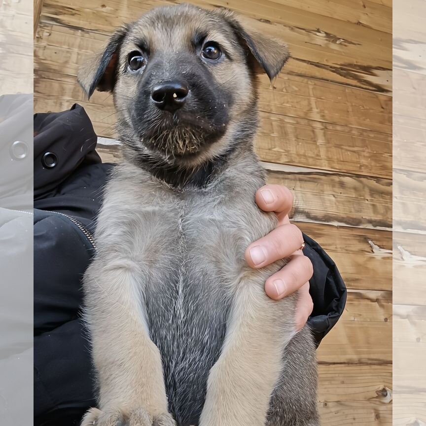 Немецкая овчарка, щенок