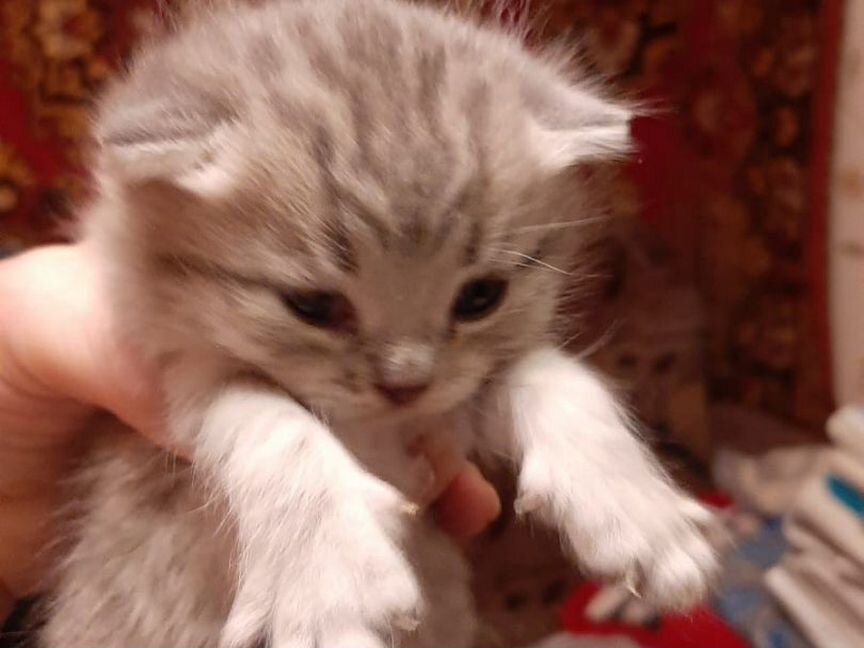 Котята от шотландской кошки