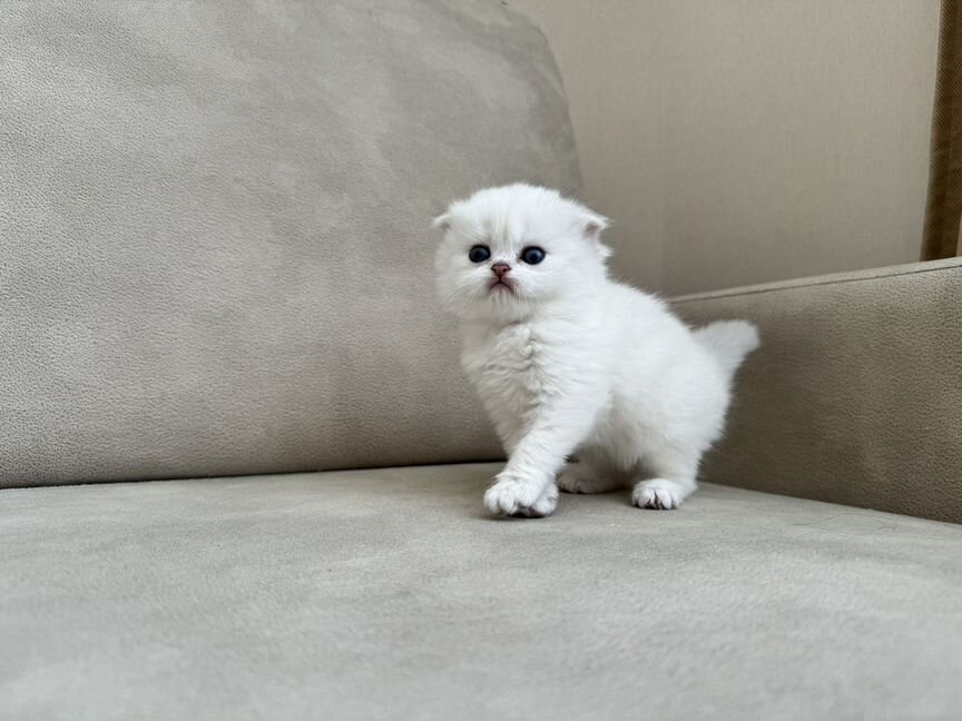 Голубоглазая принцесса