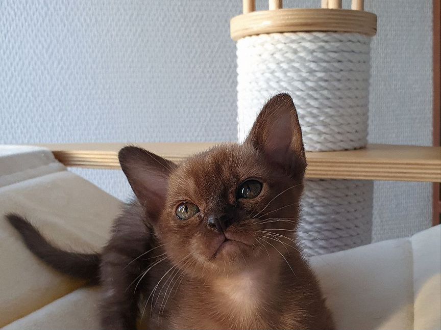 Европейская бурма. Документы WCF