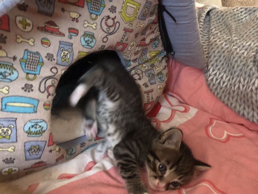 Котенок