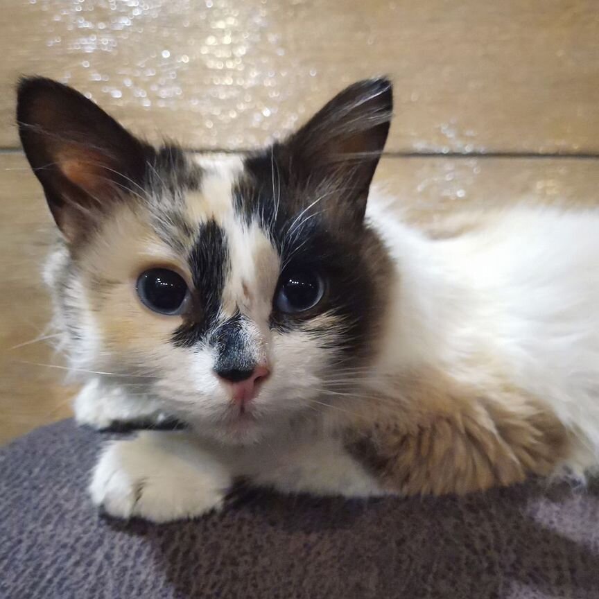 Нашлась кошечка