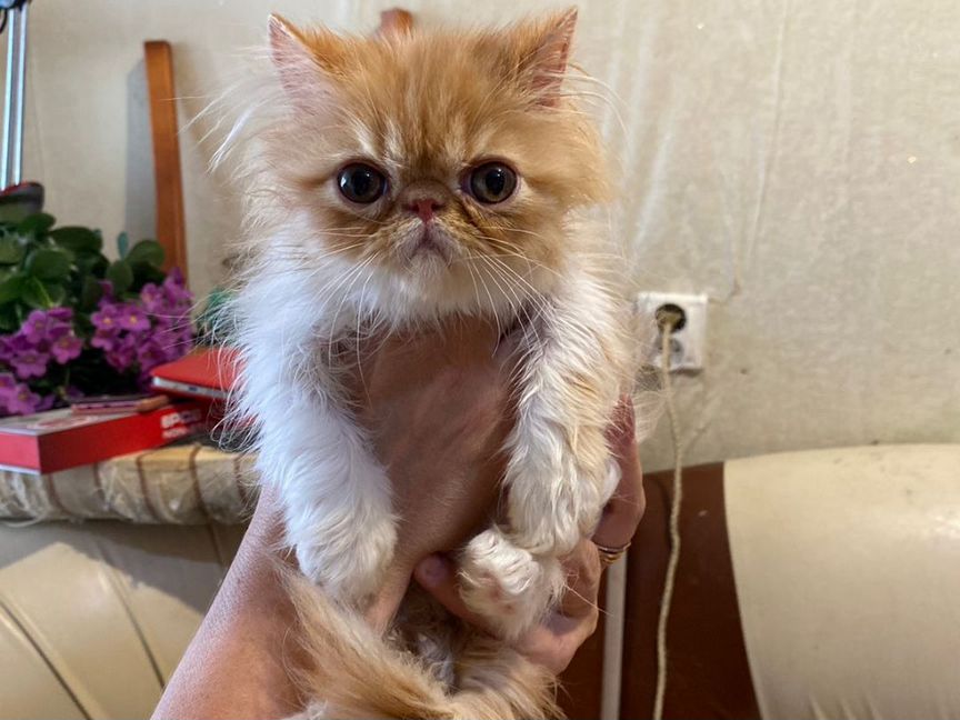 Персидские котята