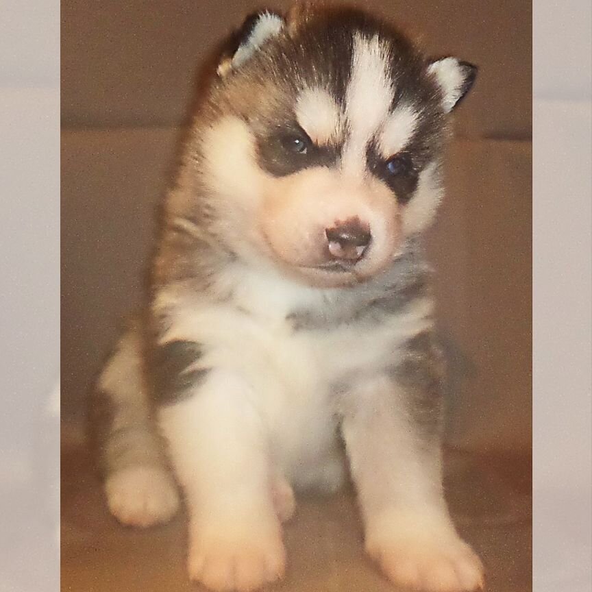 Сибирский хаски, щенок