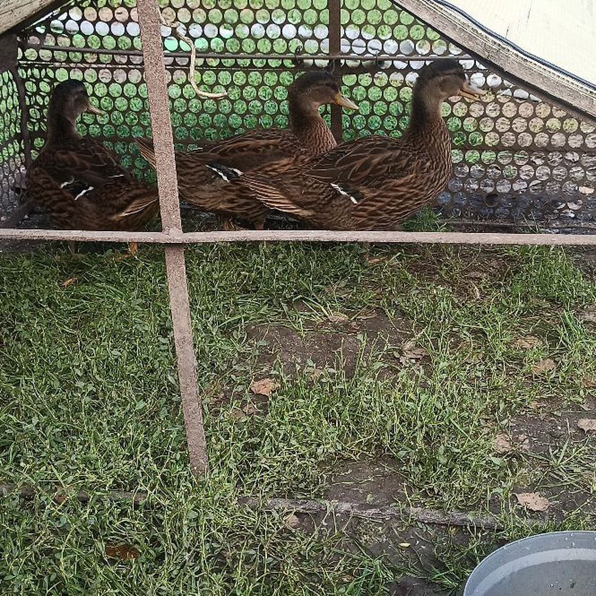 Подсадные утки и селезни