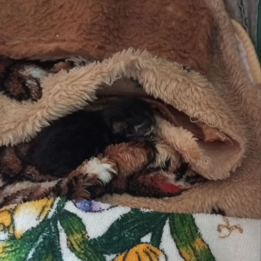 Котенок ищет кормящую кошку