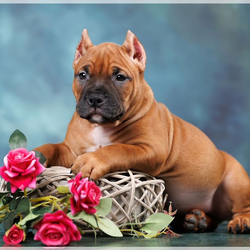 Американский булли, щенок