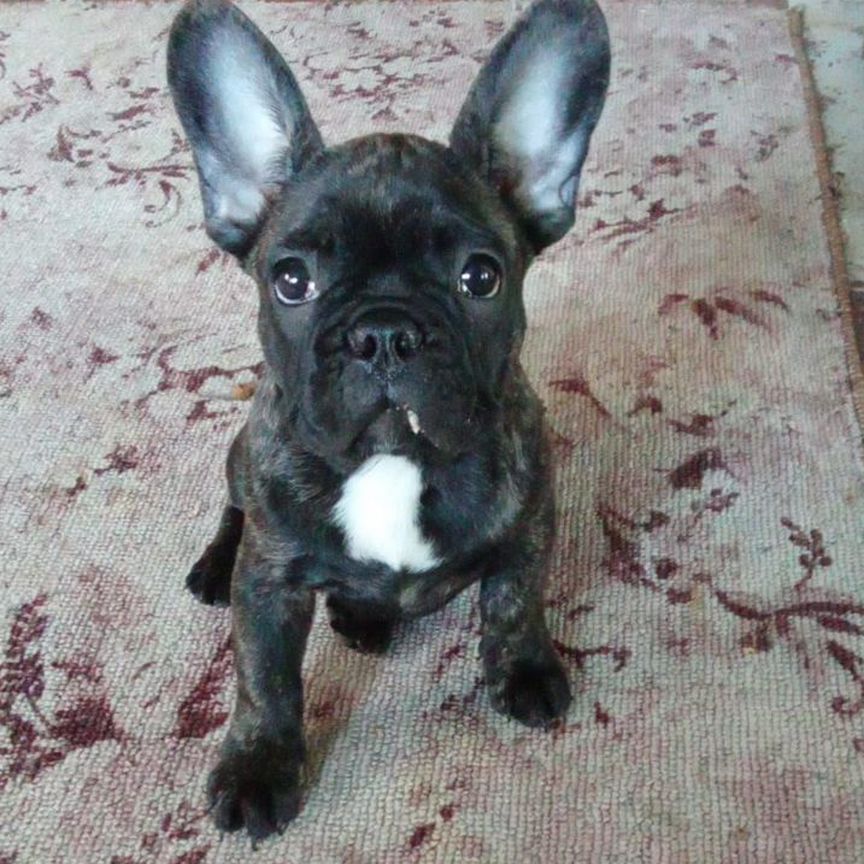 Французский бульдог