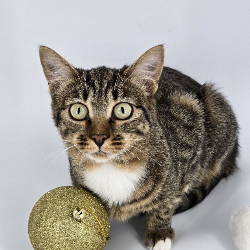 Ищут дом сестры-близняшки