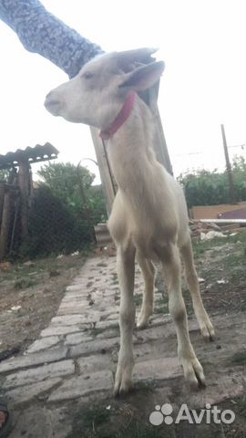 Коза и казлёнок