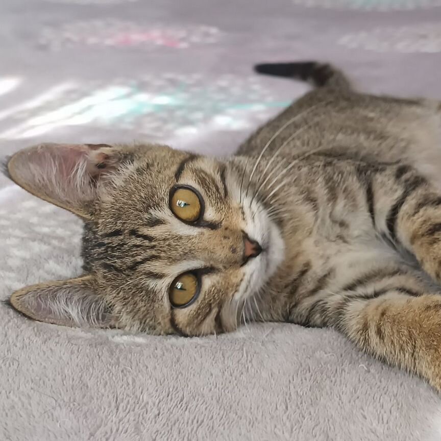 Кошки в добрые руки