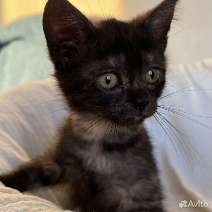 Котенок с красивой шубой 2 мес
