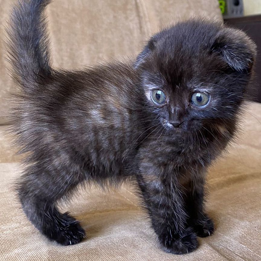 Шотландская вислоухая