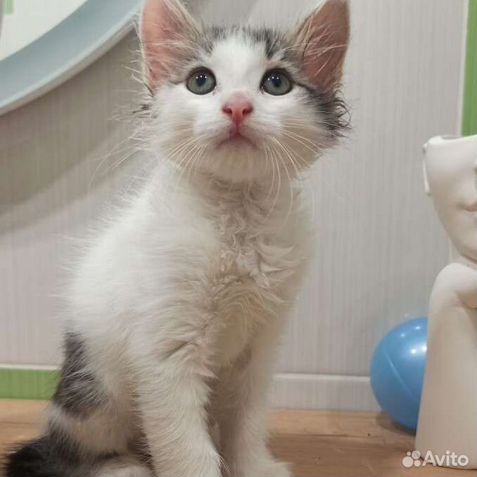 Котёнок с русской душой Емеля в дар