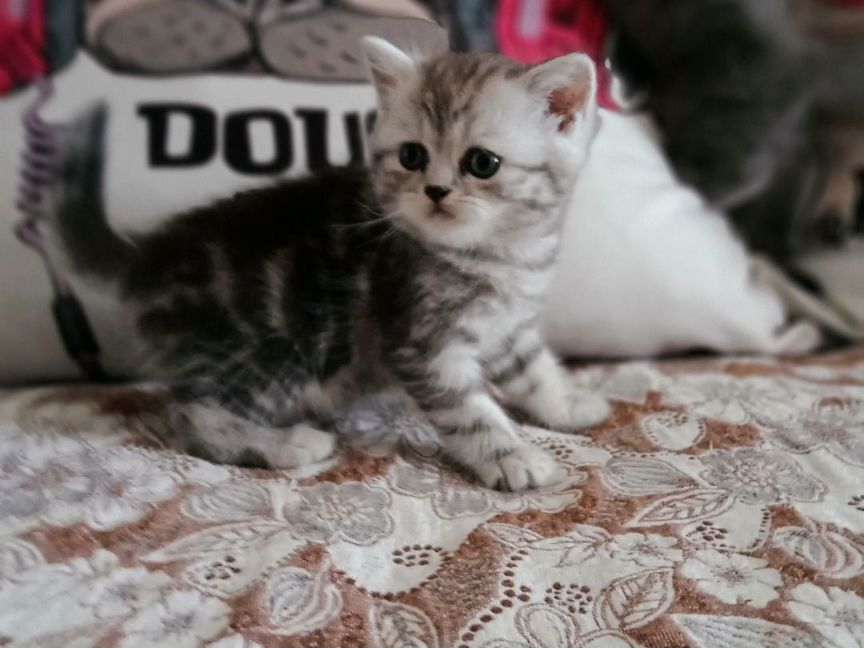 Шотландские котята