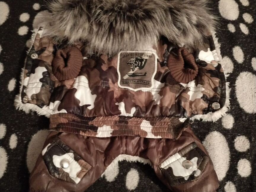 Одежда для собак мелких пород мальчика