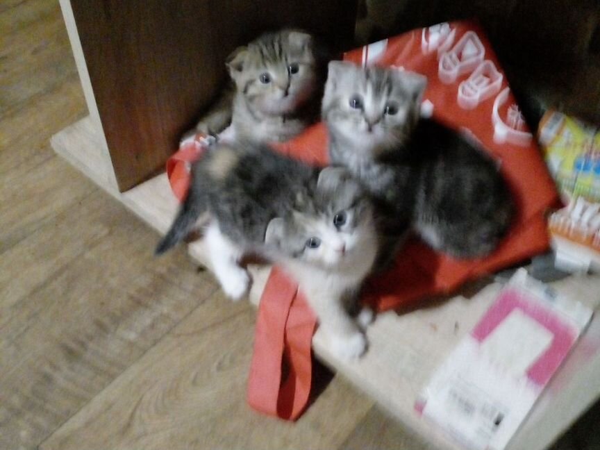 Кошки в добрые руки