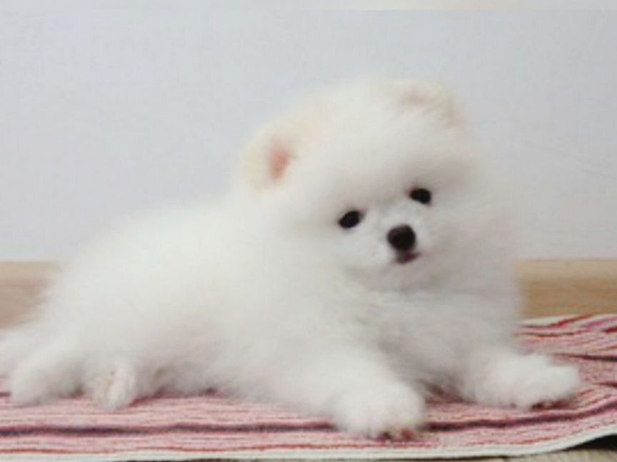 Щенки померашки