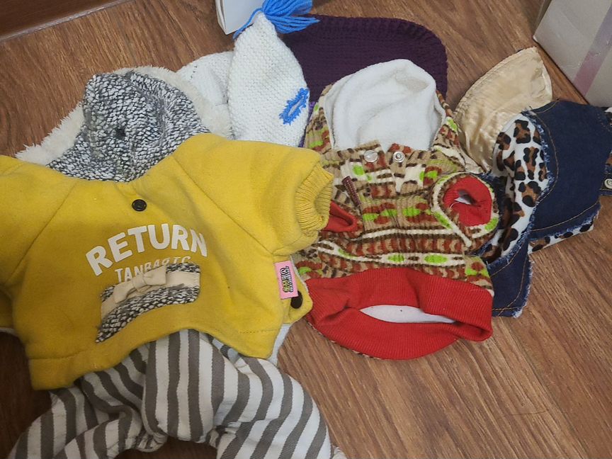 Вещи для щенка йорка или той терьера