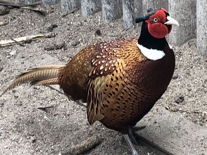 Фазан румынский