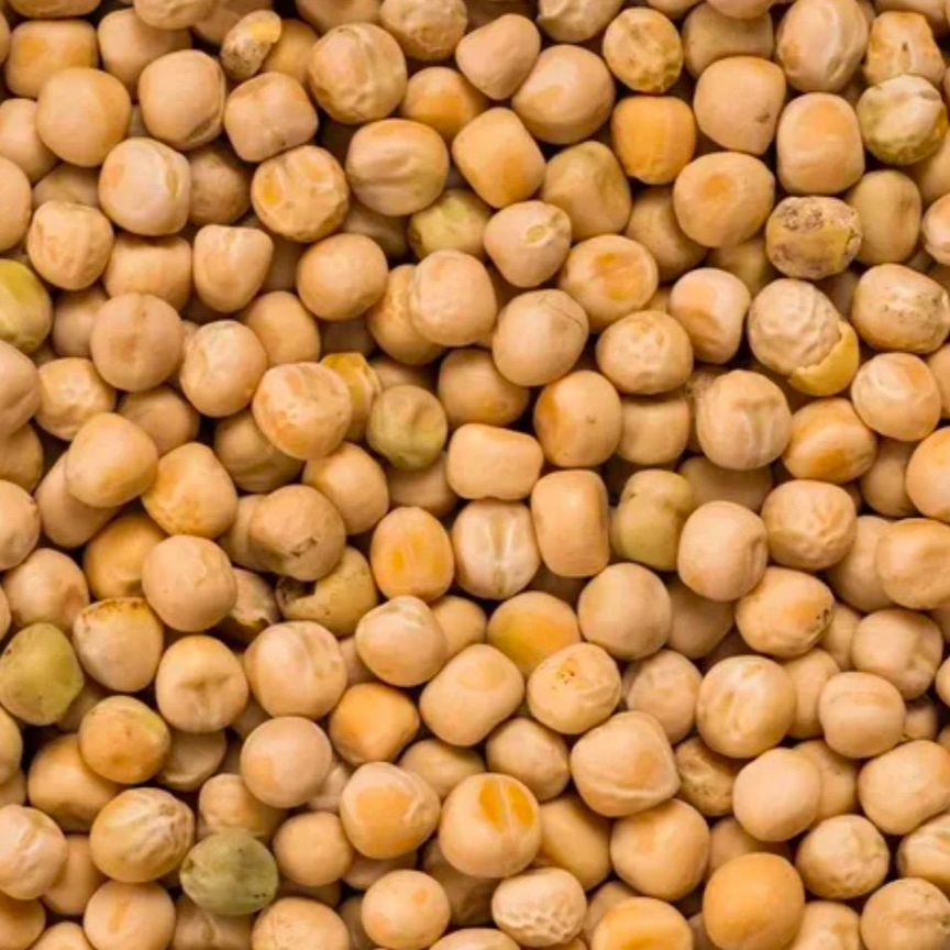 Горох кормовой