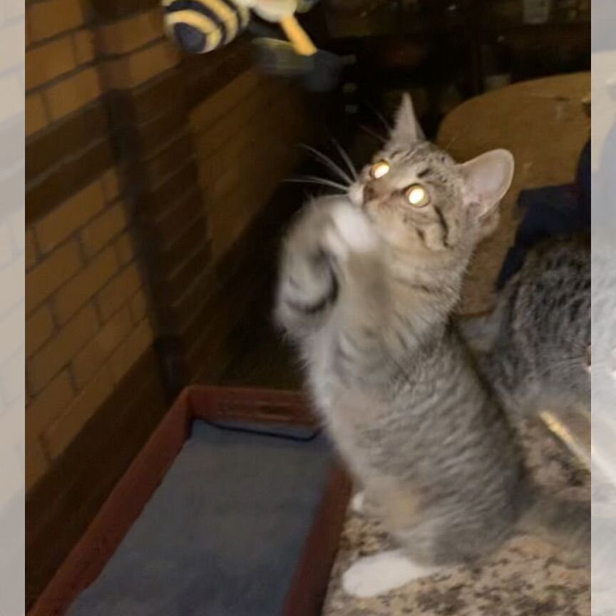 Котенок девочка