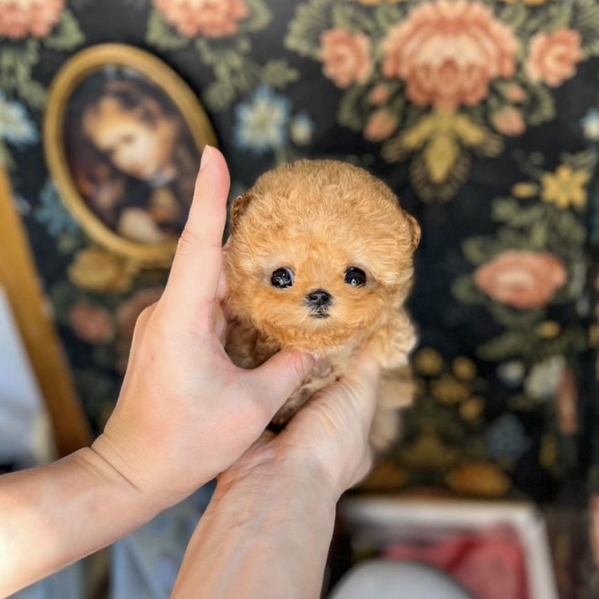 Тикап пудель мини