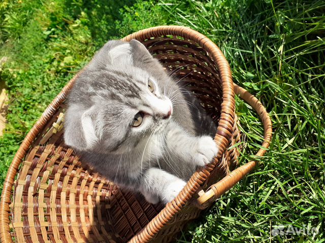 Вислоухая девочка