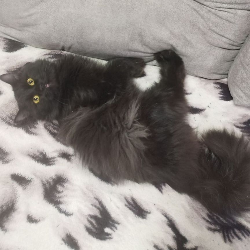 Взрослый кот в добрые руки