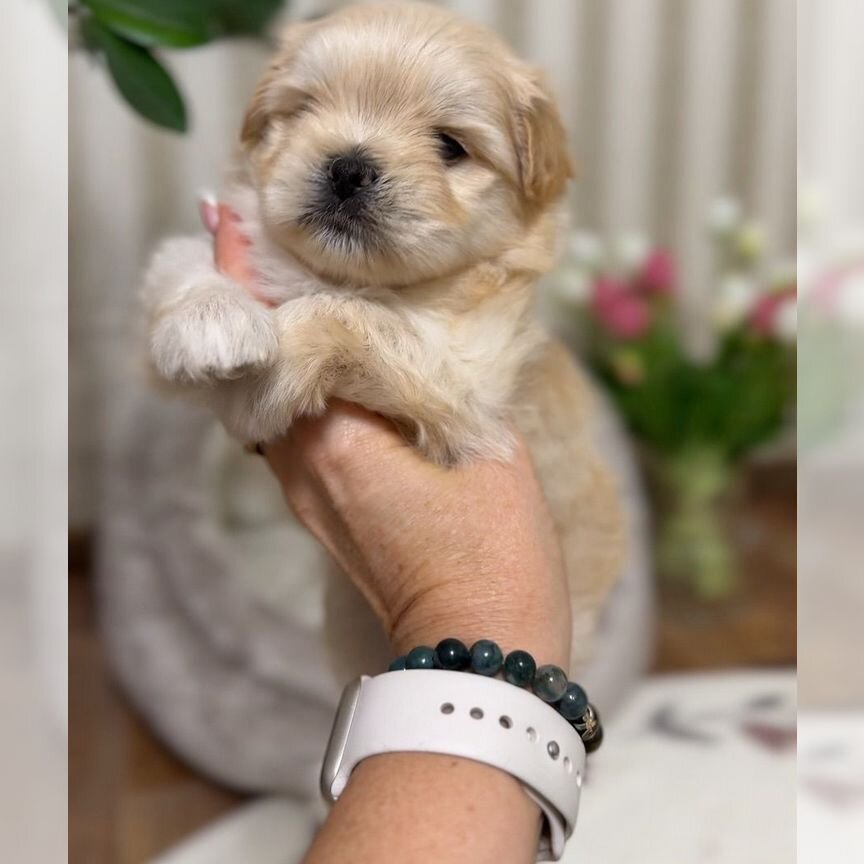 Йоркширский терьер, щенок