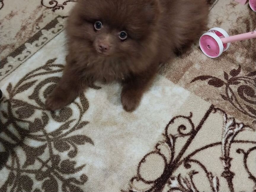 Щенки немецкого шпица