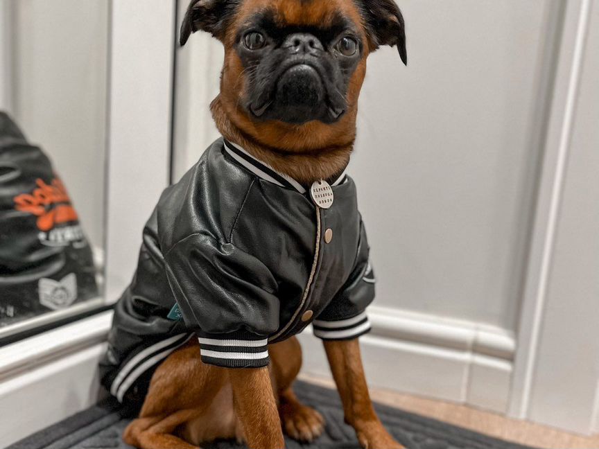 Пти-брабансон. Кобель. 2 года