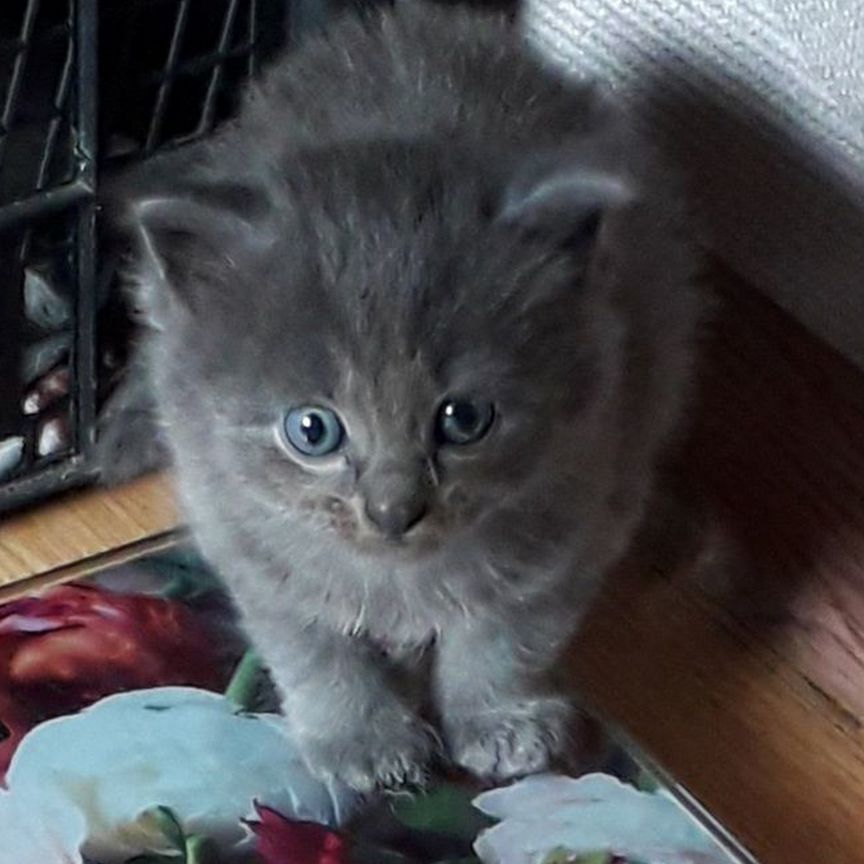 Британские котята 1 месяц
