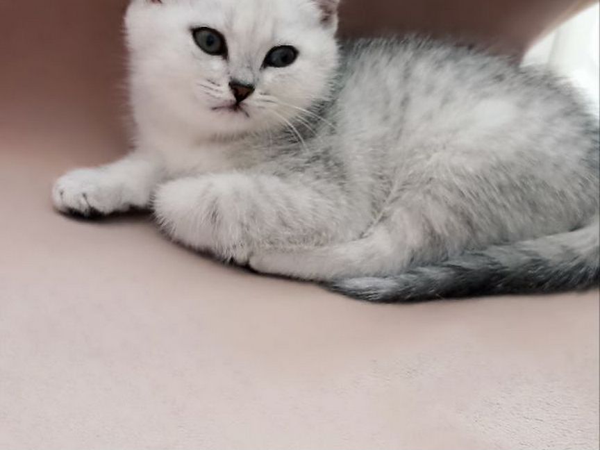 Шотландские котята