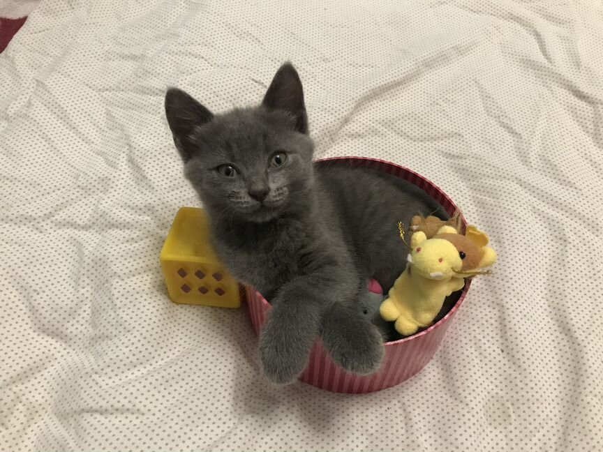 Малышка ищет свою семью