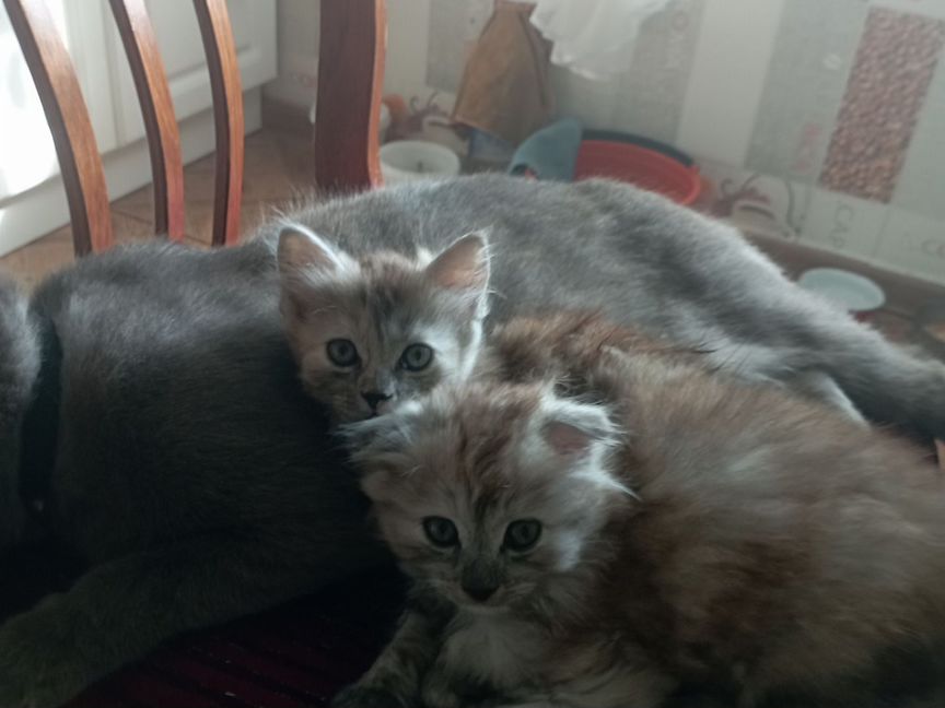 Котята в добрые руки