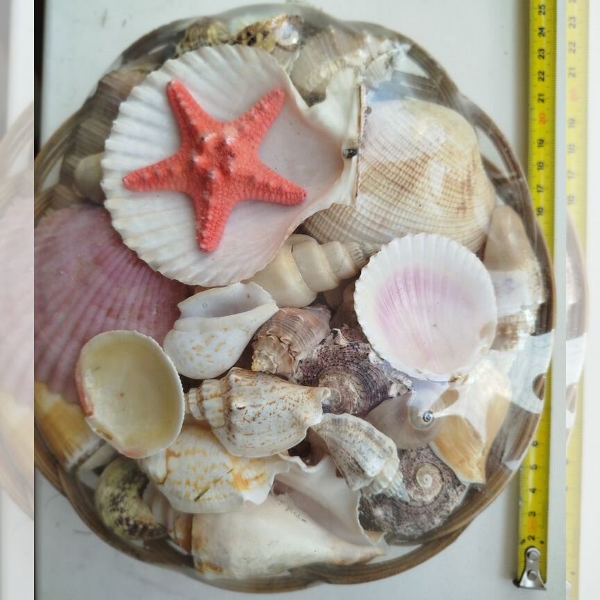 Набор морских ракушек
