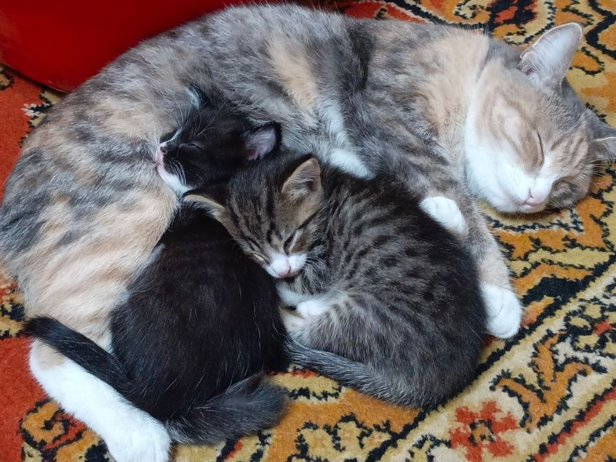 Озорные котята