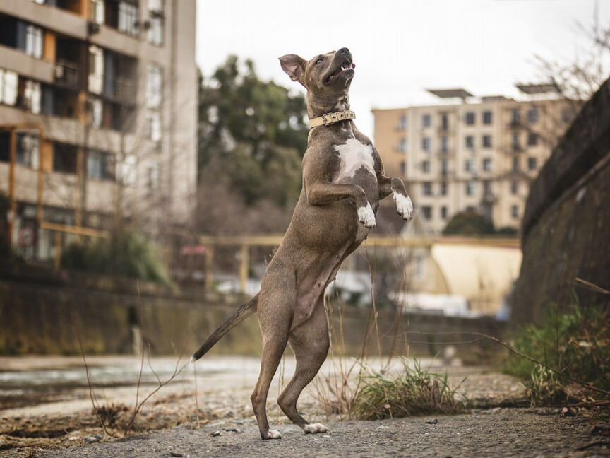 Собака в добрые руки