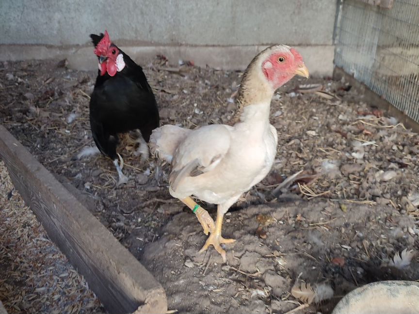 Продам курицу Ко-Шамо