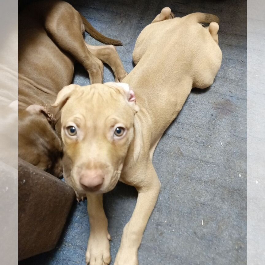 Американский питбультерьер, щенок