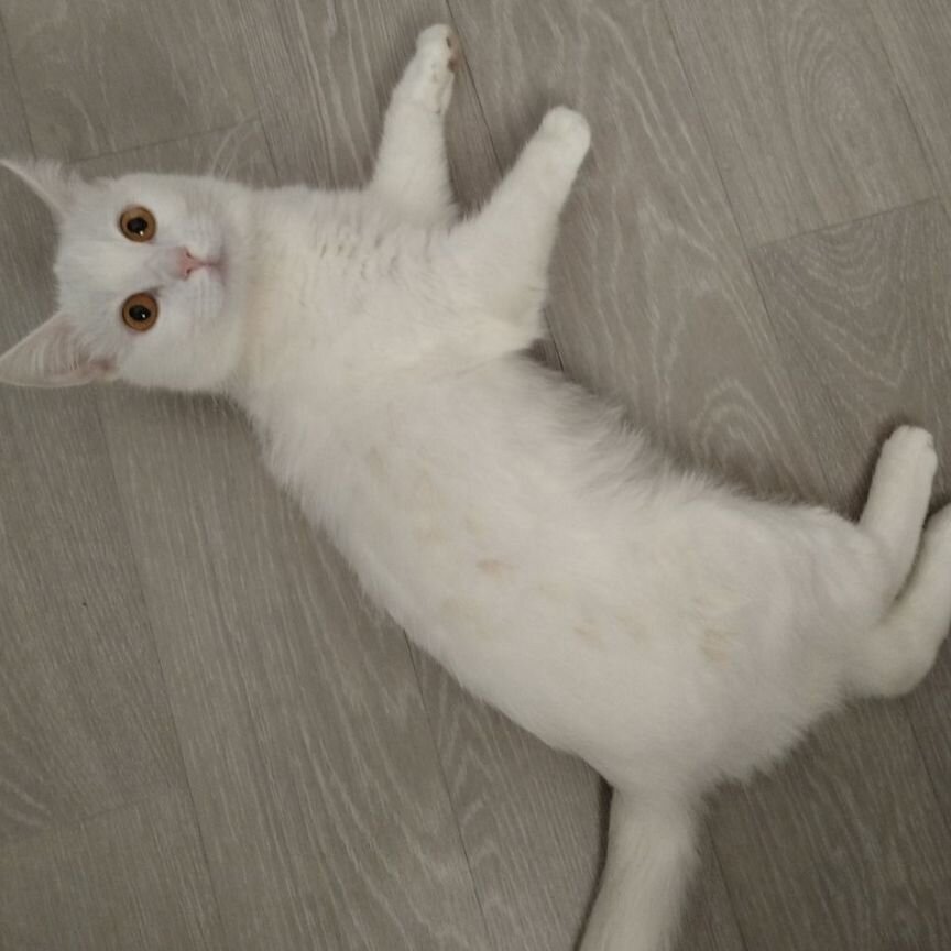 Кошка