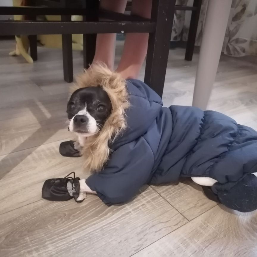 Собака в добрые руки чихуахуа