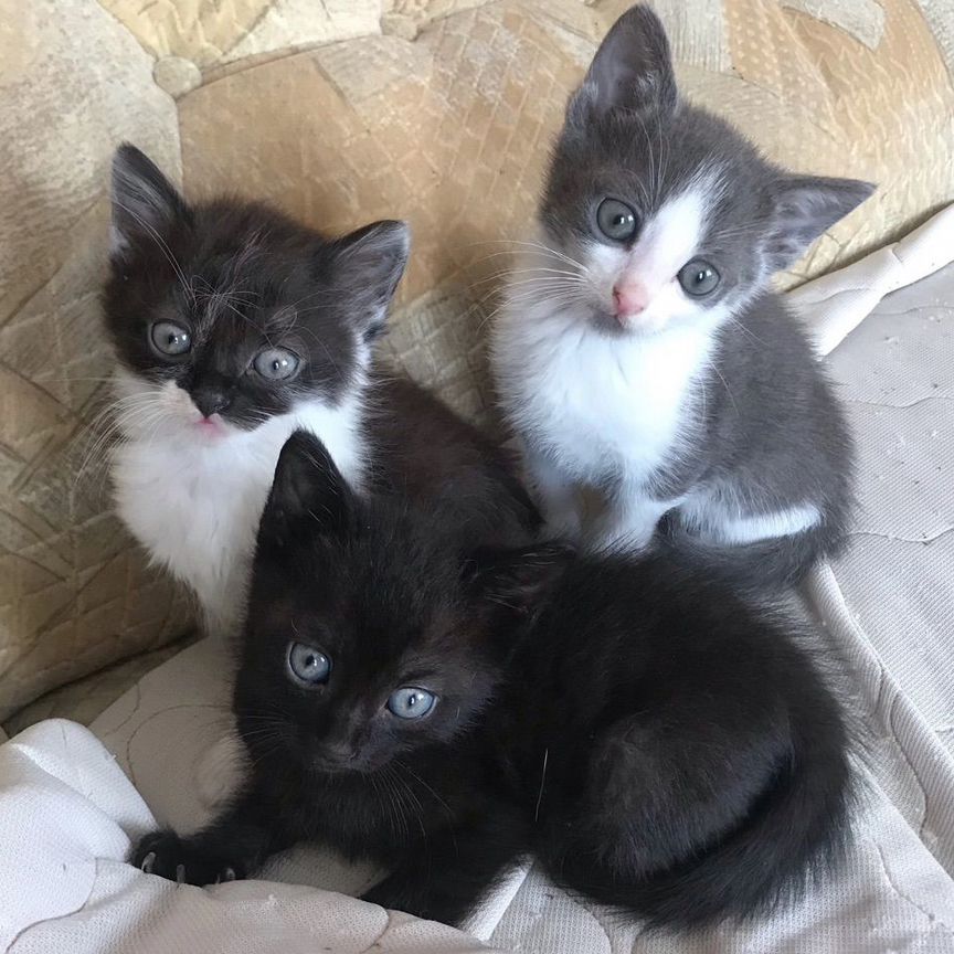 Котята