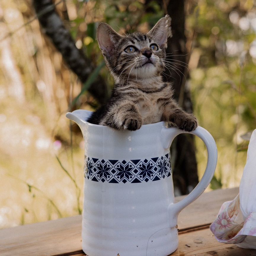 Котенок