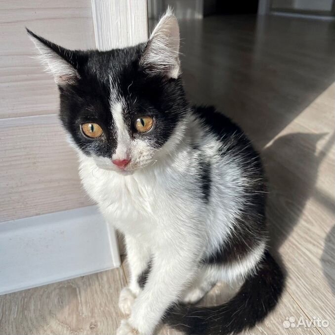 Котенок Нюрочка